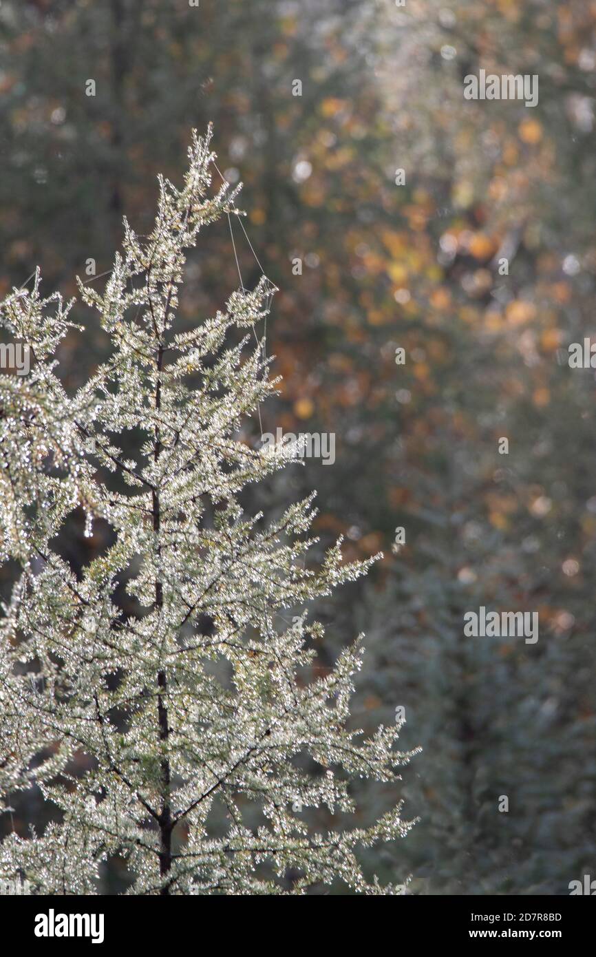 Hoar frost on trees evergreens hi-res stock photography and images - Alamy