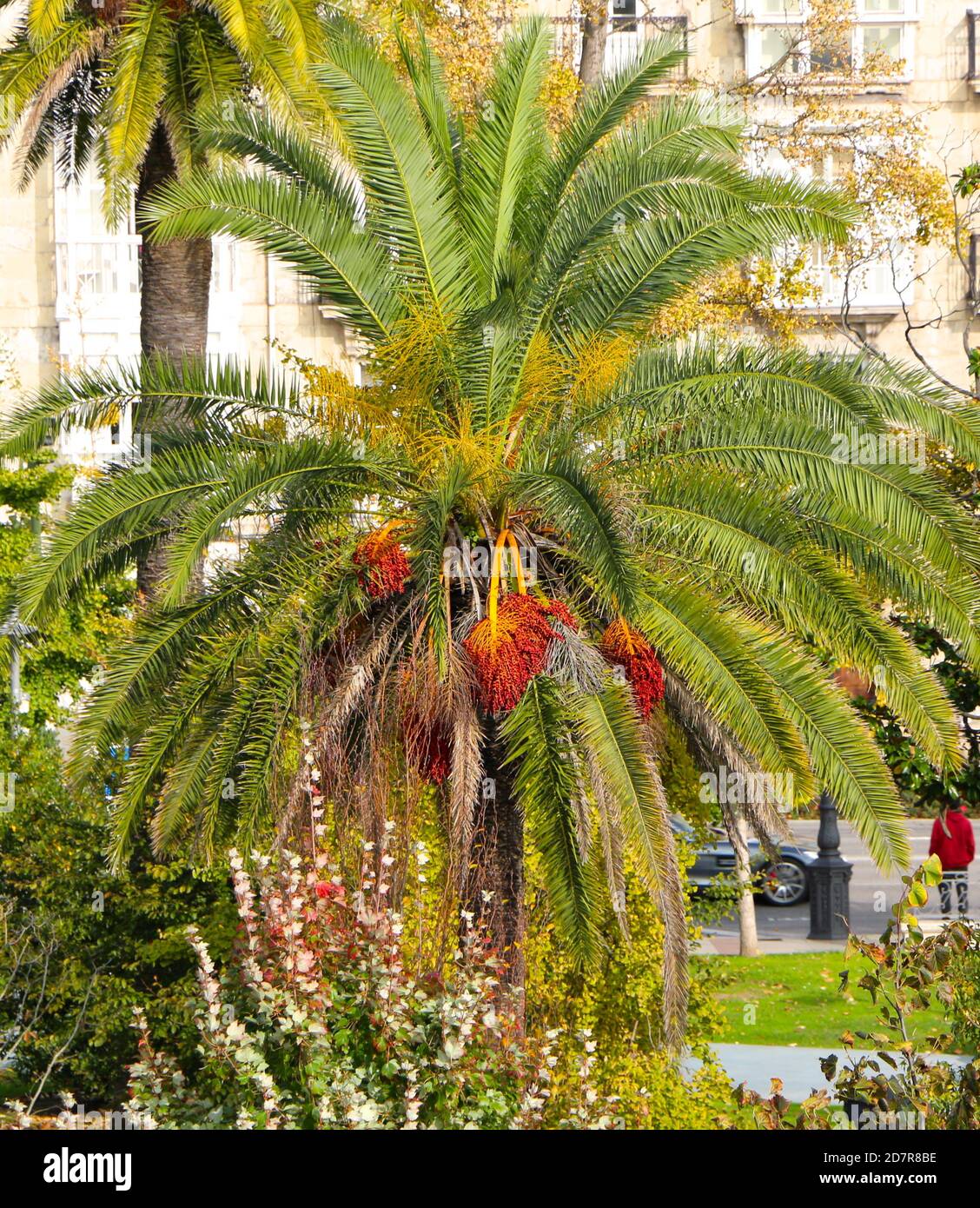 Bearing tree hi-res stock photography and images - Alamy