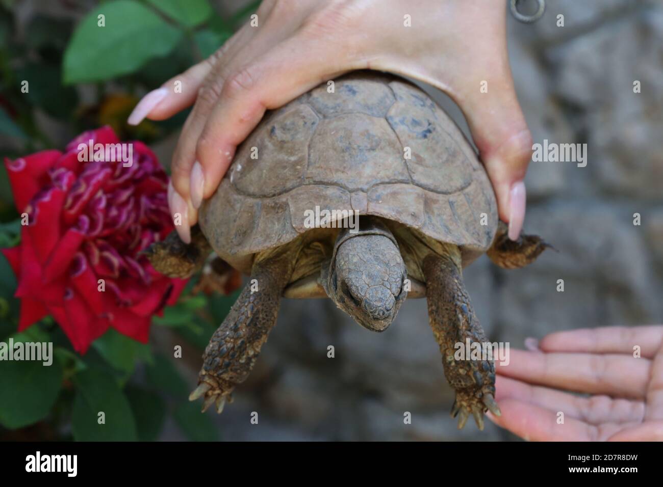 Woman hold turtle hi-res stock photography and images - Alamy