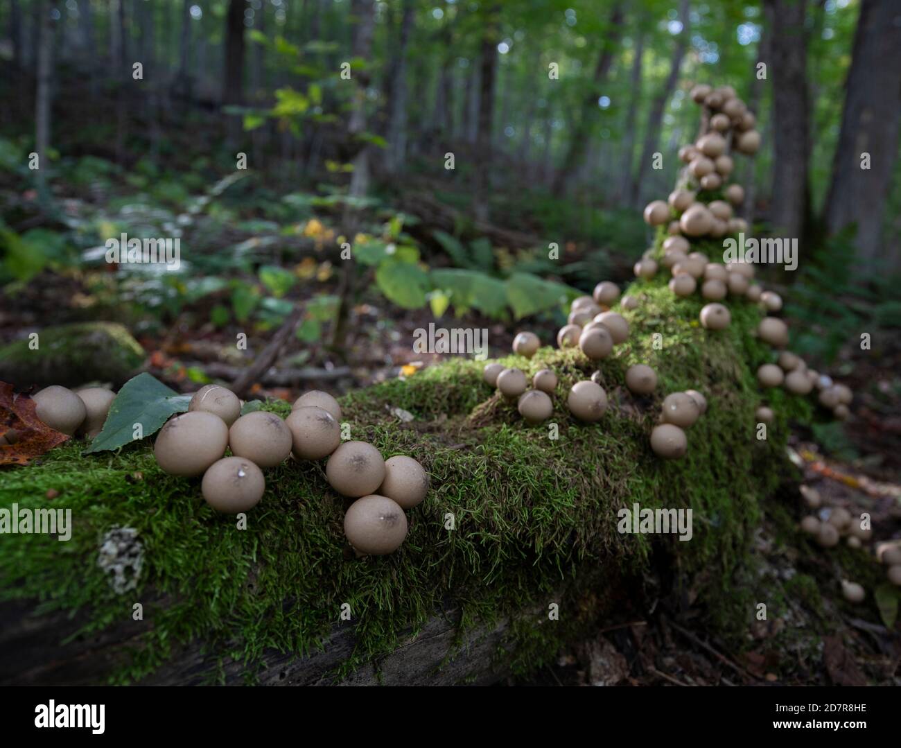 Puffball mushrooms hi-res stock photography and images - Alamy