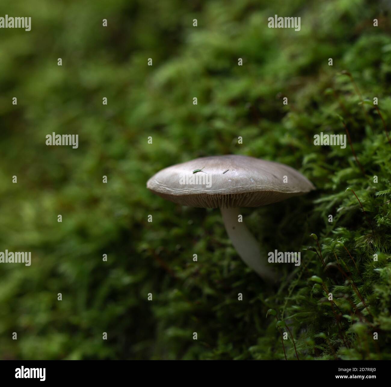 Shiny mushroom hi-res stock photography and images - Alamy