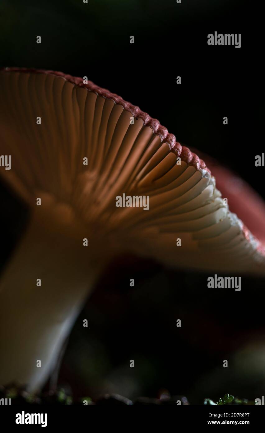 Light shining through gills of a red Russula mushroom Stock Photo - Alamy