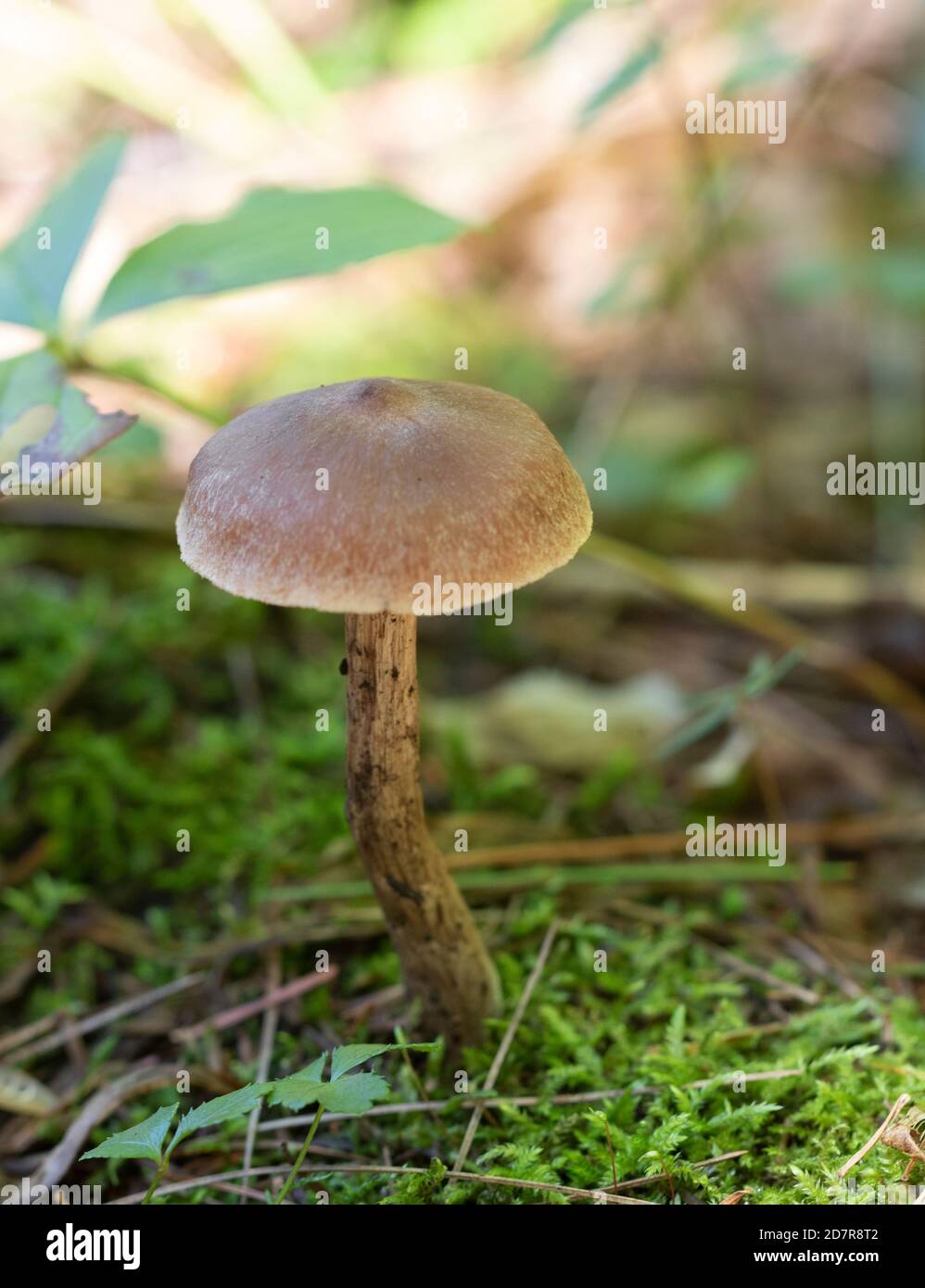 (Cortinarius cinnamomeus) Cinnamon webcap mushroom isolated Stock Photo ...