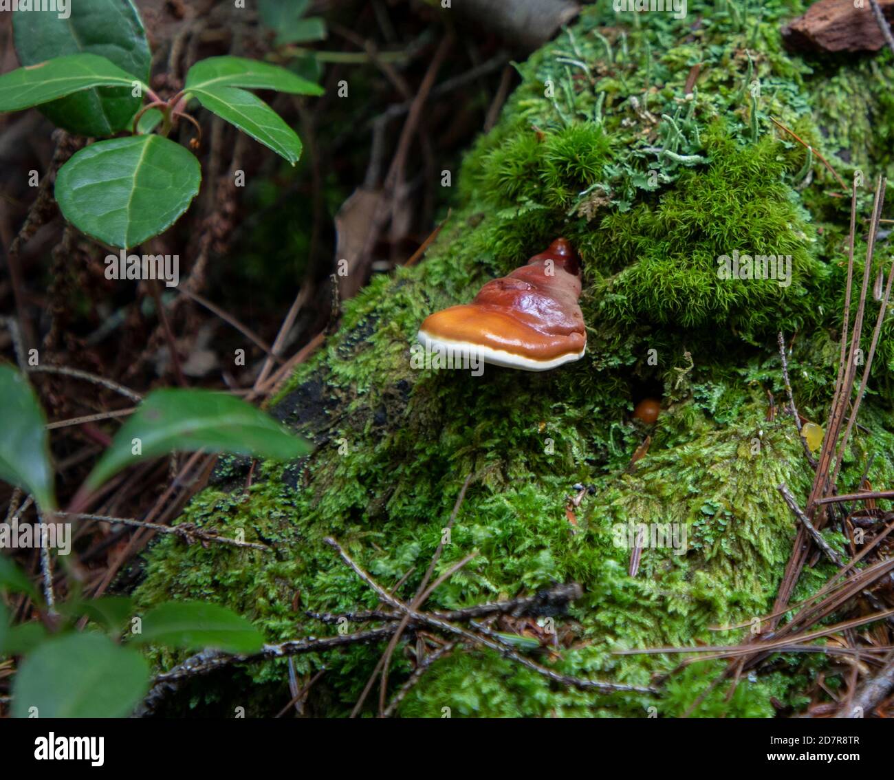Lacquered Polypore (Ganoderma Tsugae) shelf fungi on mossy hemlock wood ...