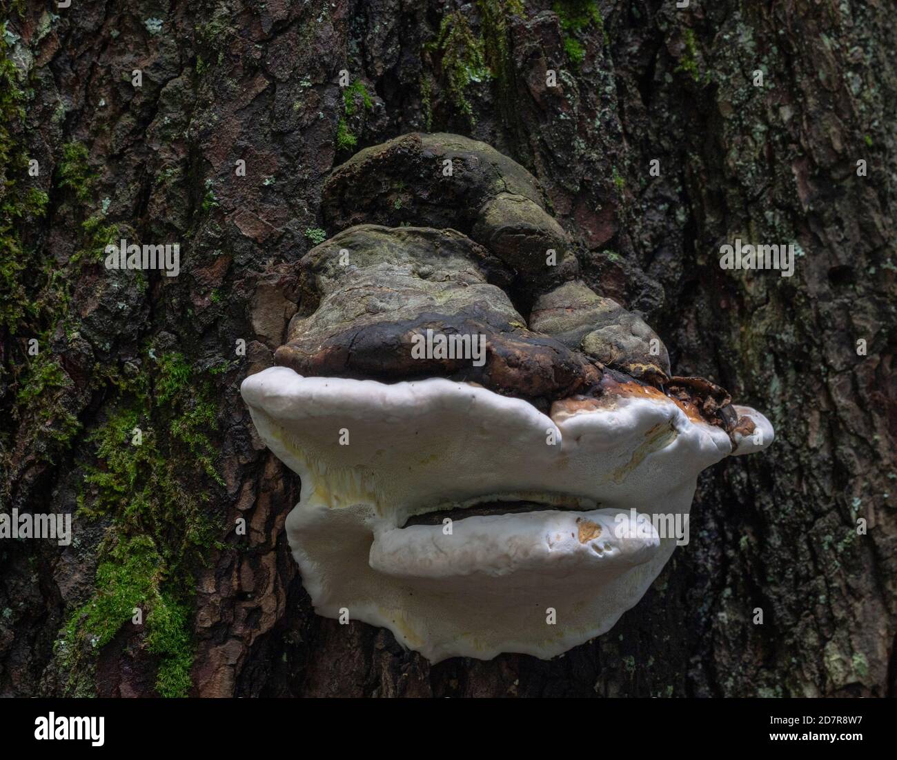 Red Belted Fungus High Resolution Stock Photography and Images - Alamy