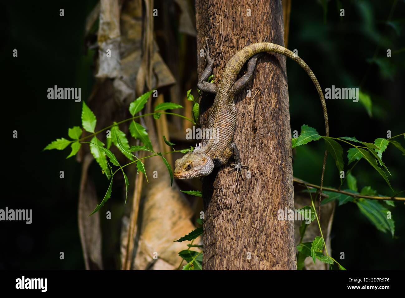 Lizerd hi-res stock photography and images - Alamy