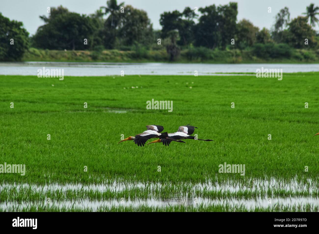 Saddle billed stork bird flying on the sky Stock Photo - Alamy
