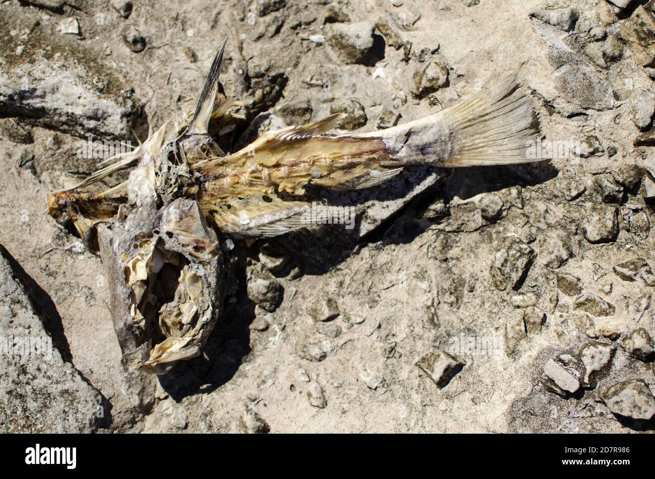 Rotten bones hi-res stock photography and images - Alamy