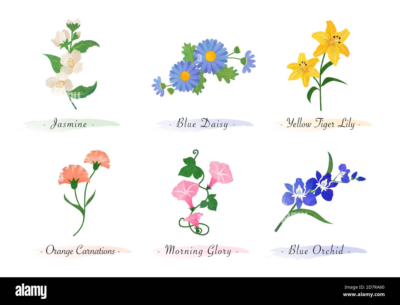 Watercolor botanic garden nature plant flower jasmine daisy tiger lily ...