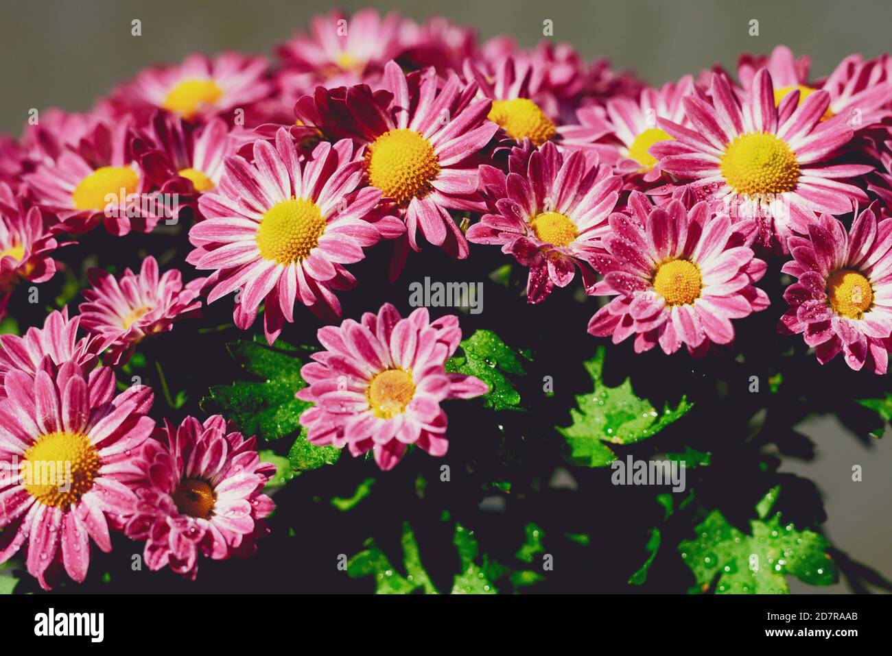 Purple mums hi-res stock photography and images - Alamy
