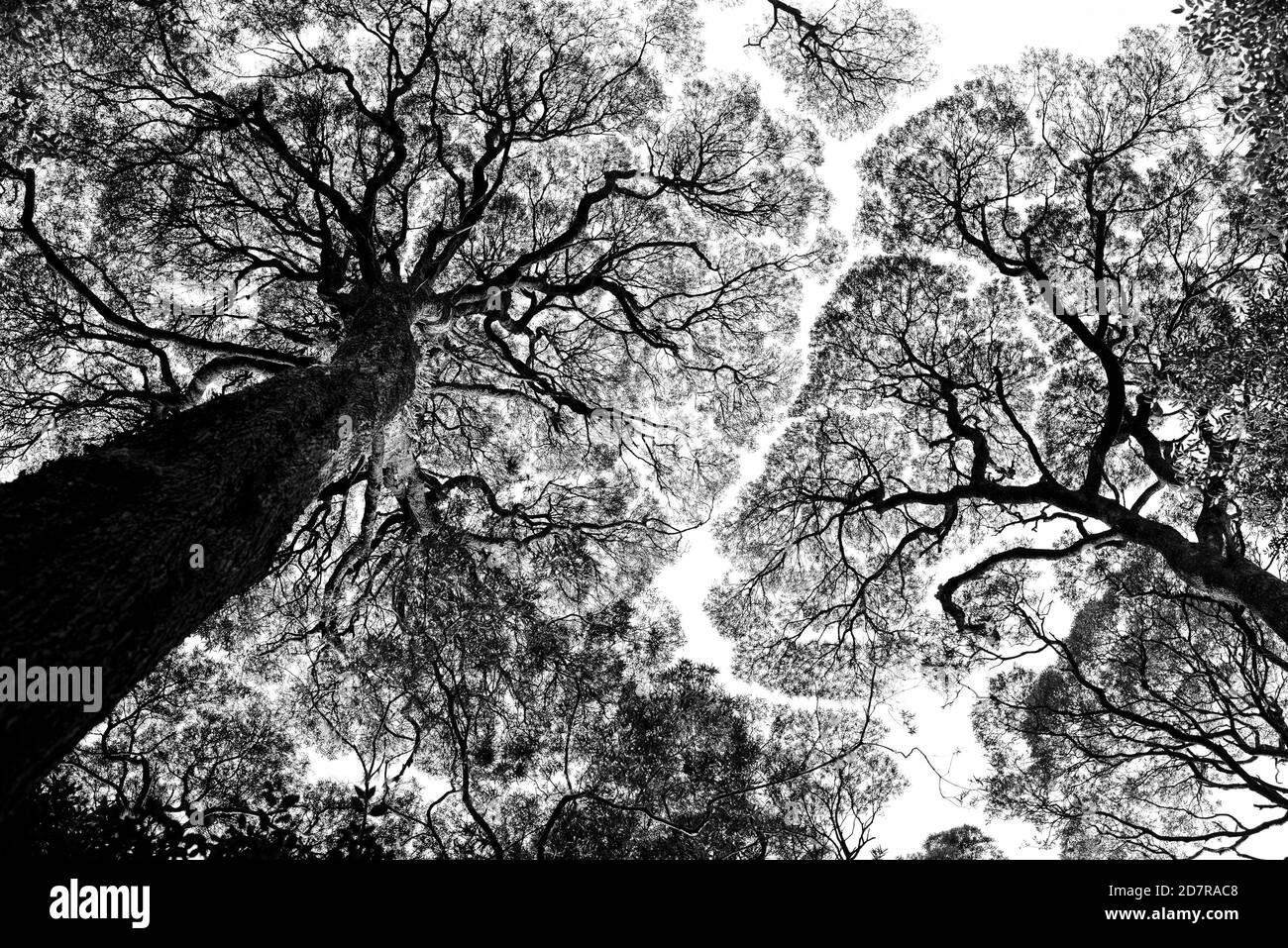 Blackwood tree Black and White Stock Photos & Images - Alamy