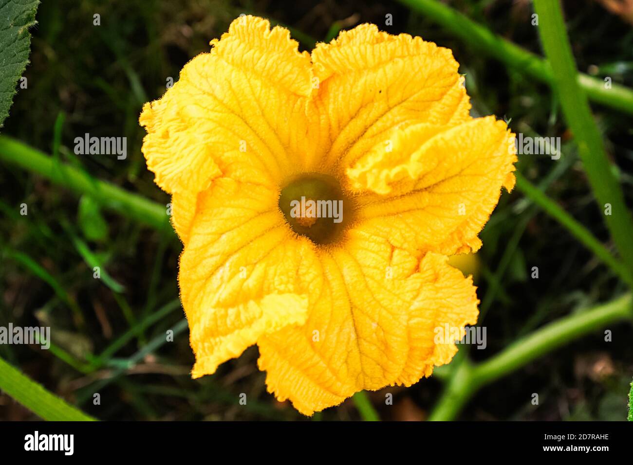 Zucchini With Male Flower High Resolution Stock Photography and Images ...