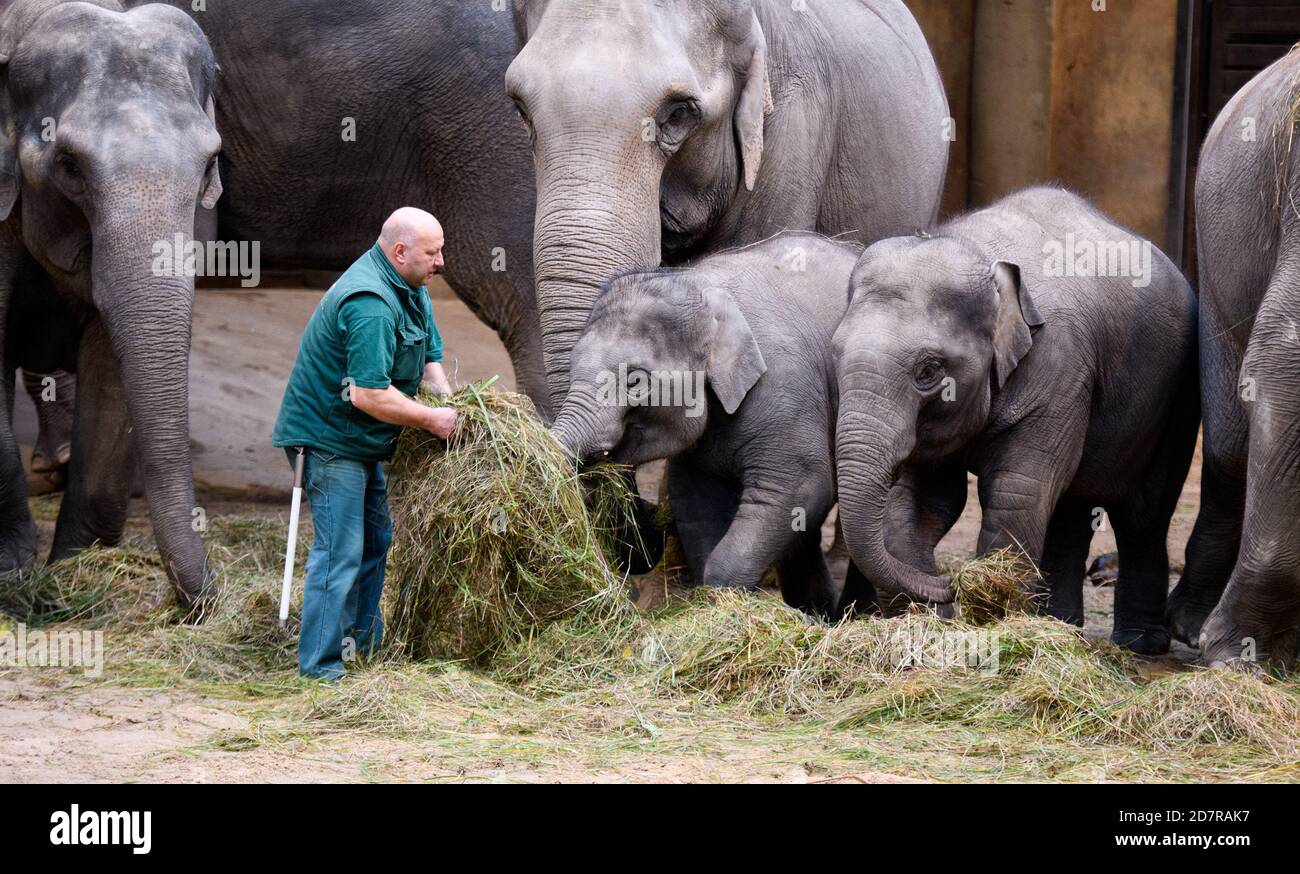 Hamburg, Germany. 22nd Oct, 2020. Michael Schmidt, head of the elephant ...
