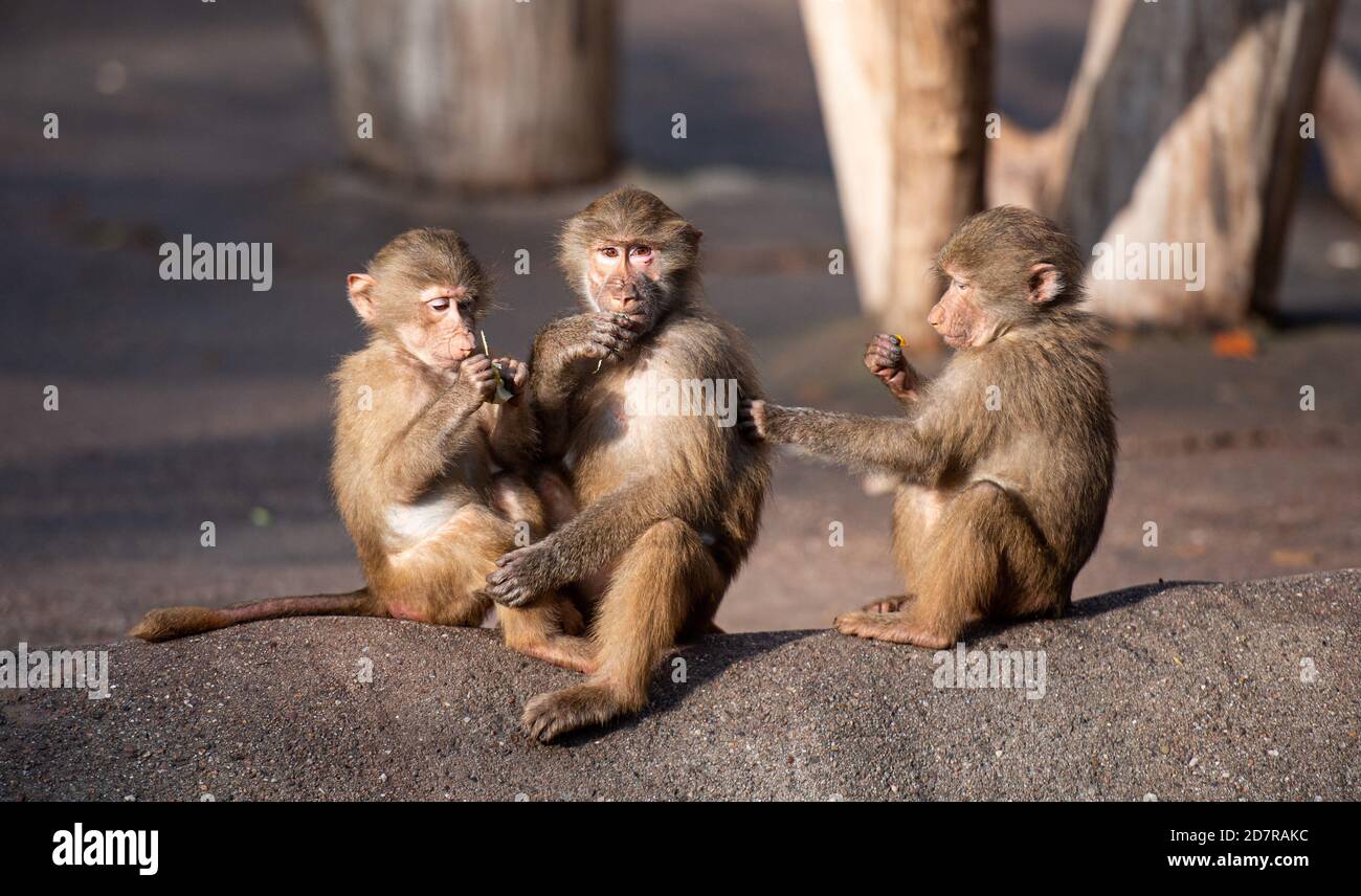 Three baboons in enclosure hi-res stock photography and images - Alamy