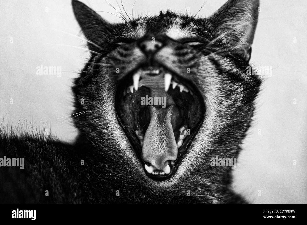 Greyscale cat hi-res stock photography and images - Alamy