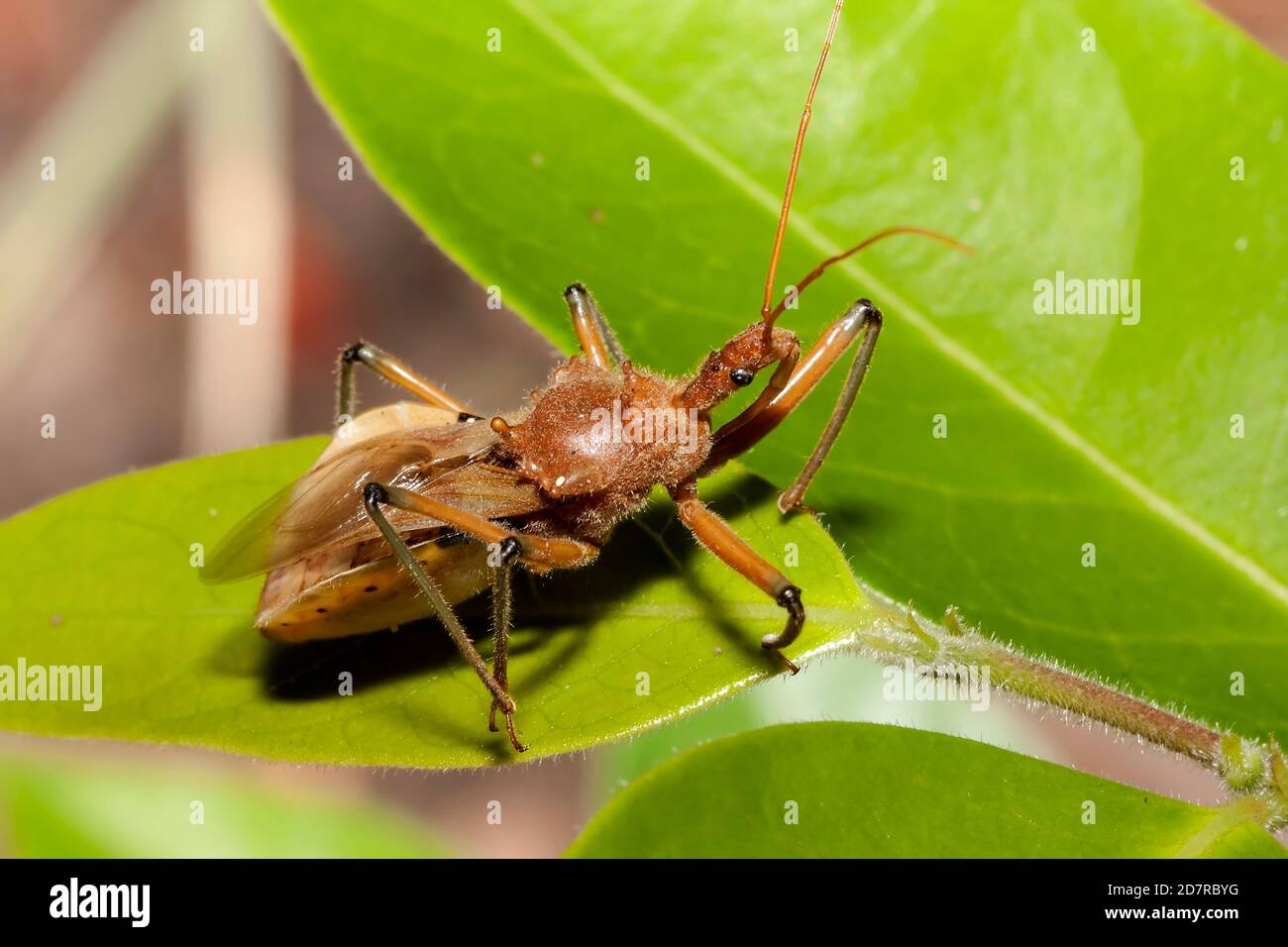 Assassin bug australia hi-res stock photography and images - Alamy