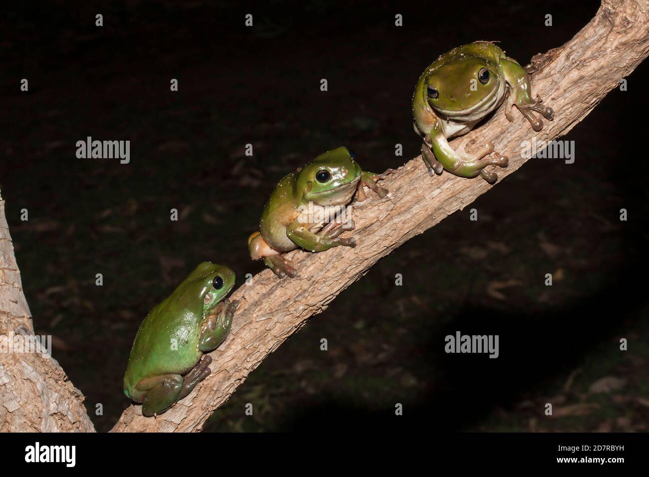 Green Tree Frogs resting on tree branch Stock Photo - Alamy