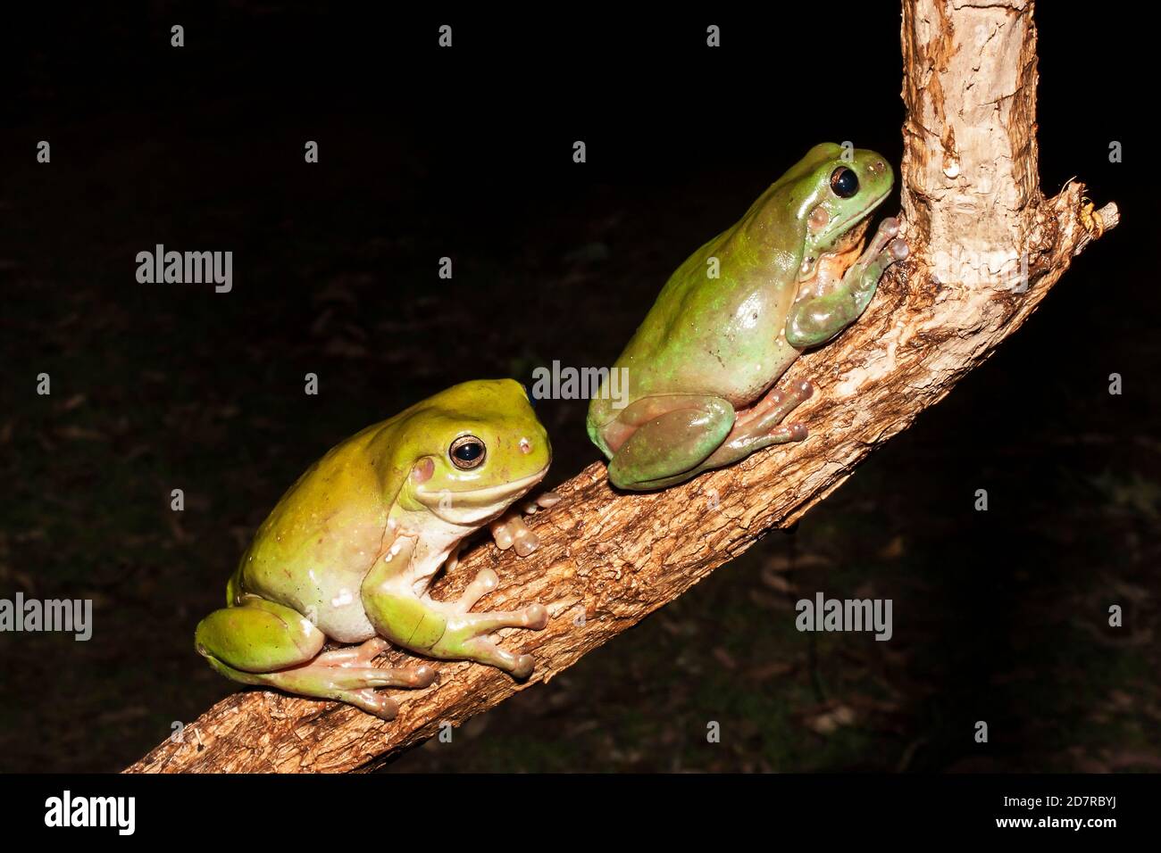 Green tree frogs hi-res stock photography and images - Alamy
