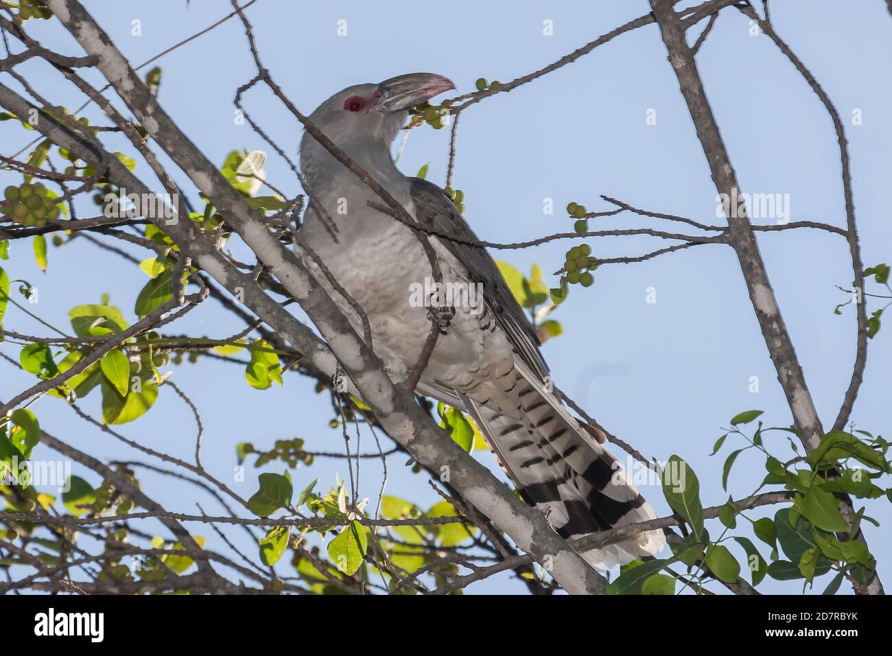 Channel-billed Cuckoo in tree Stock Photo - Alamy