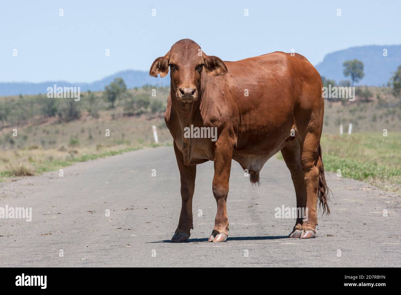 Brahman bull hi-res stock photography and images - Alamy