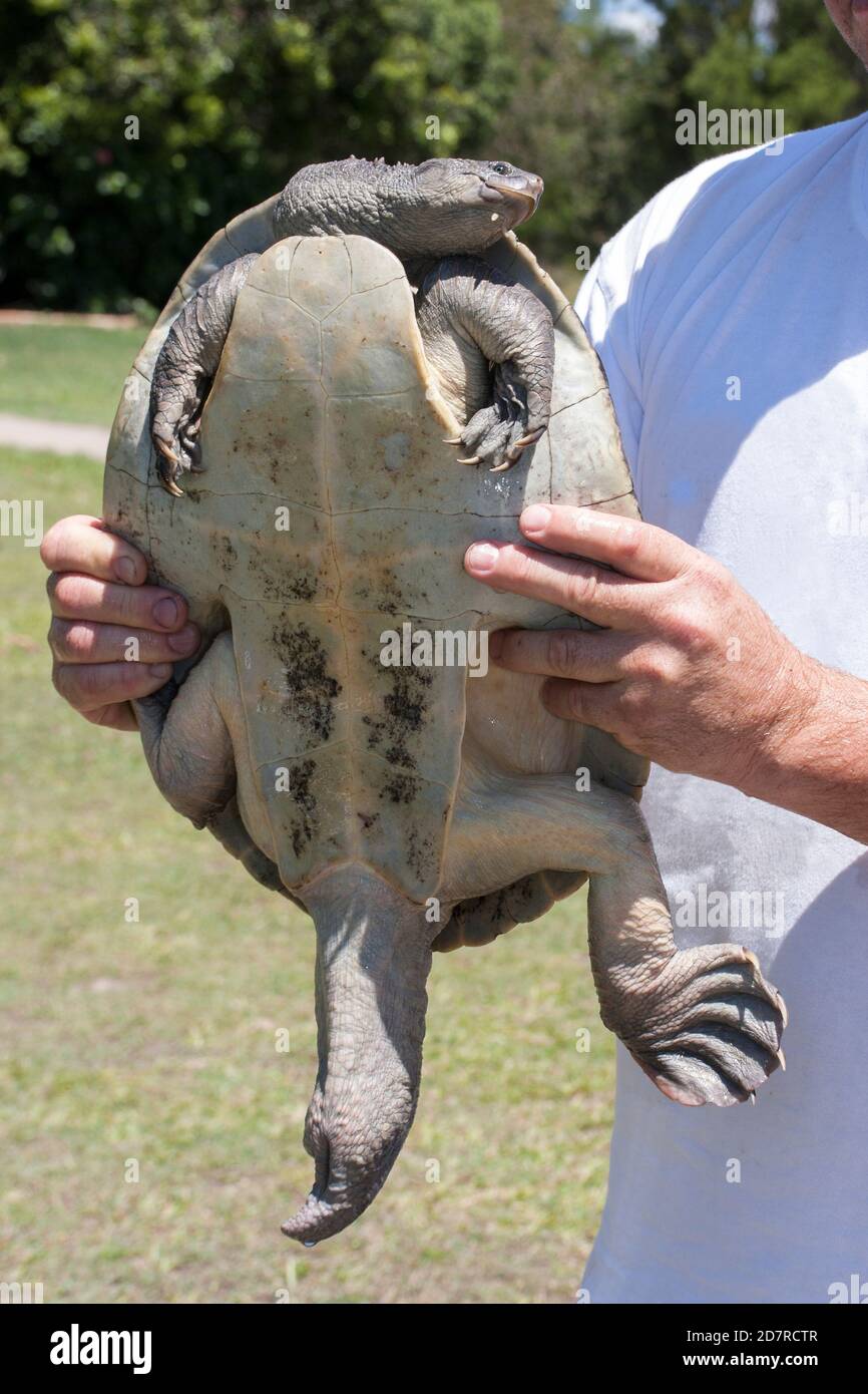 Mary river turtle hi-res stock photography and images - Alamy