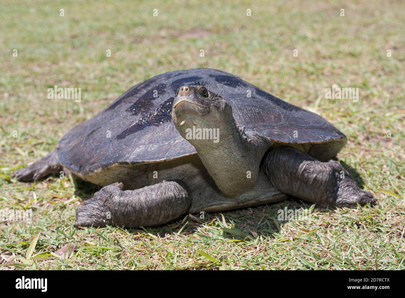Male Mary River with head raised Stock Photo - Alamy