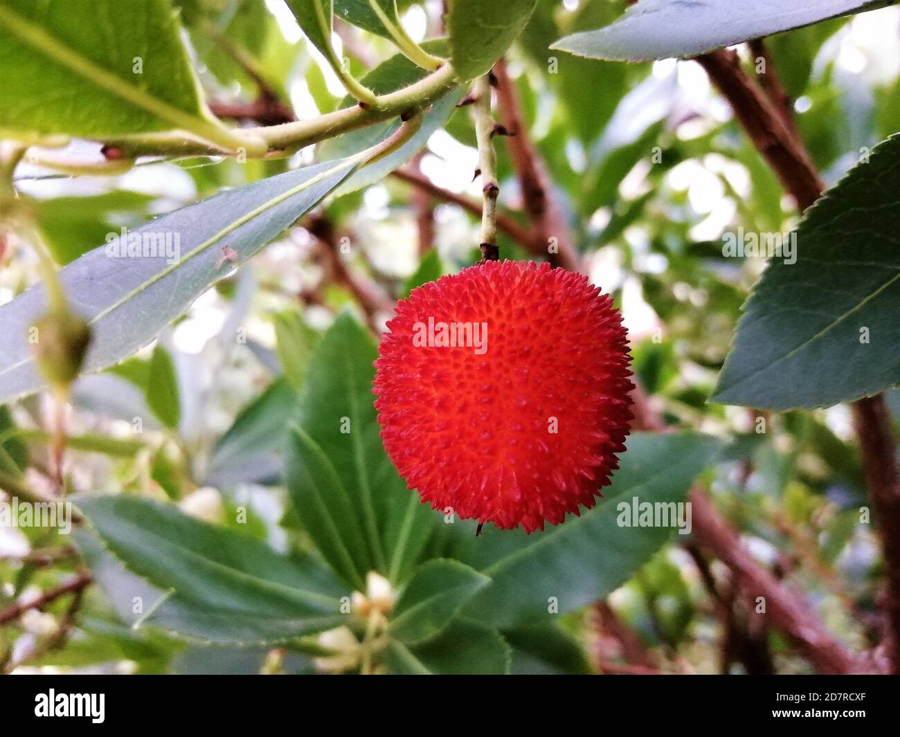 Madrone tree hi-res stock photography and images - Alamy