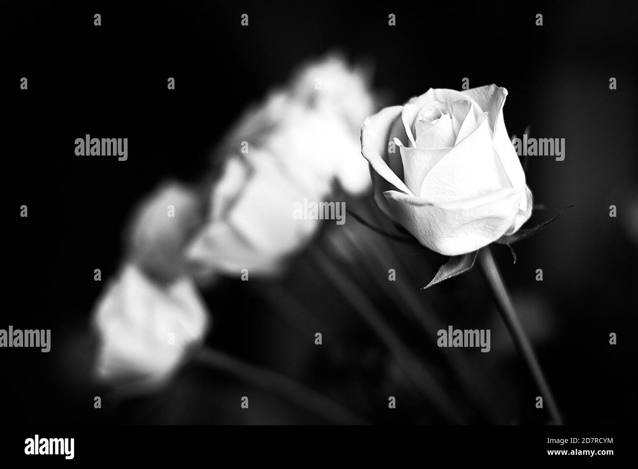Grayscale shot of a beautiful rose Stock Photo - Alamy