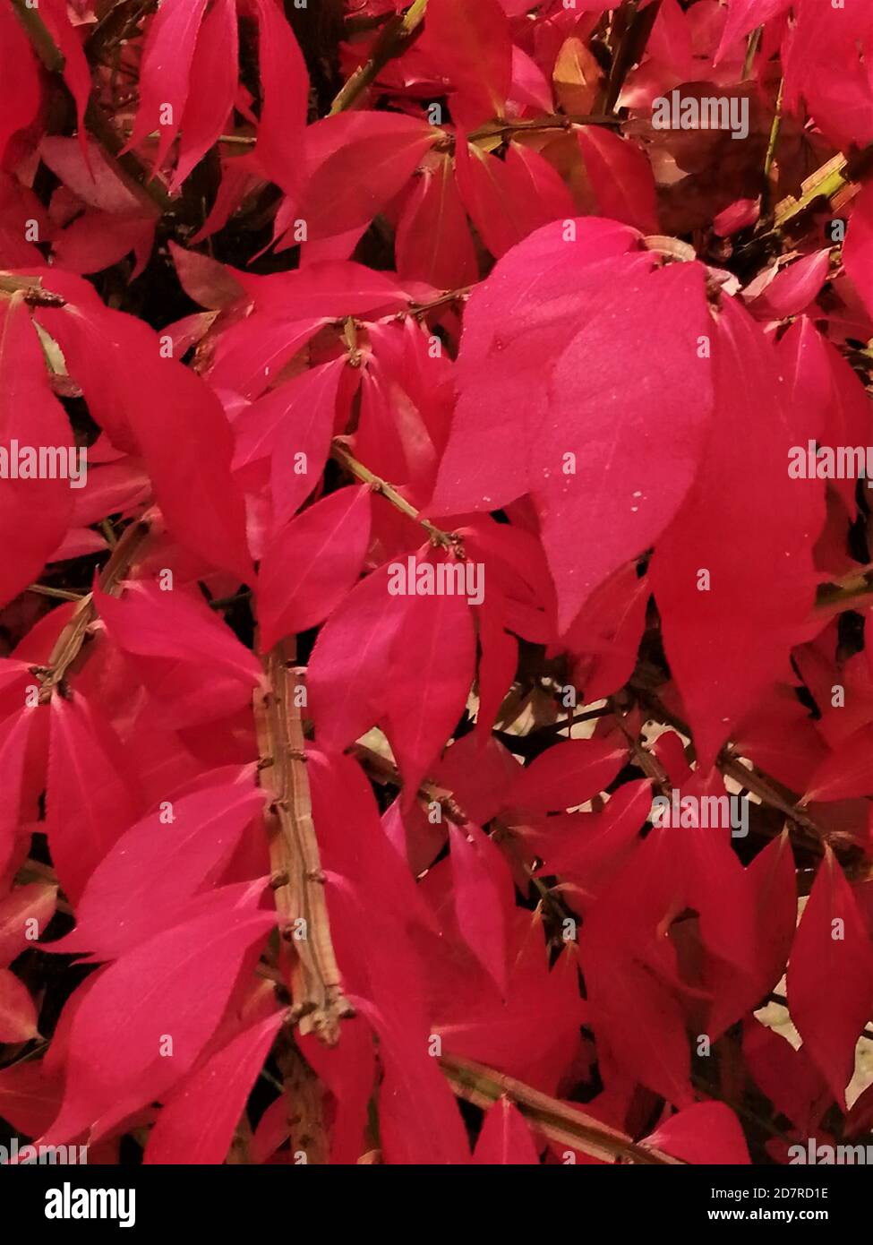 Christmas background ivy leaves hi-res stock photography and images - Alamy