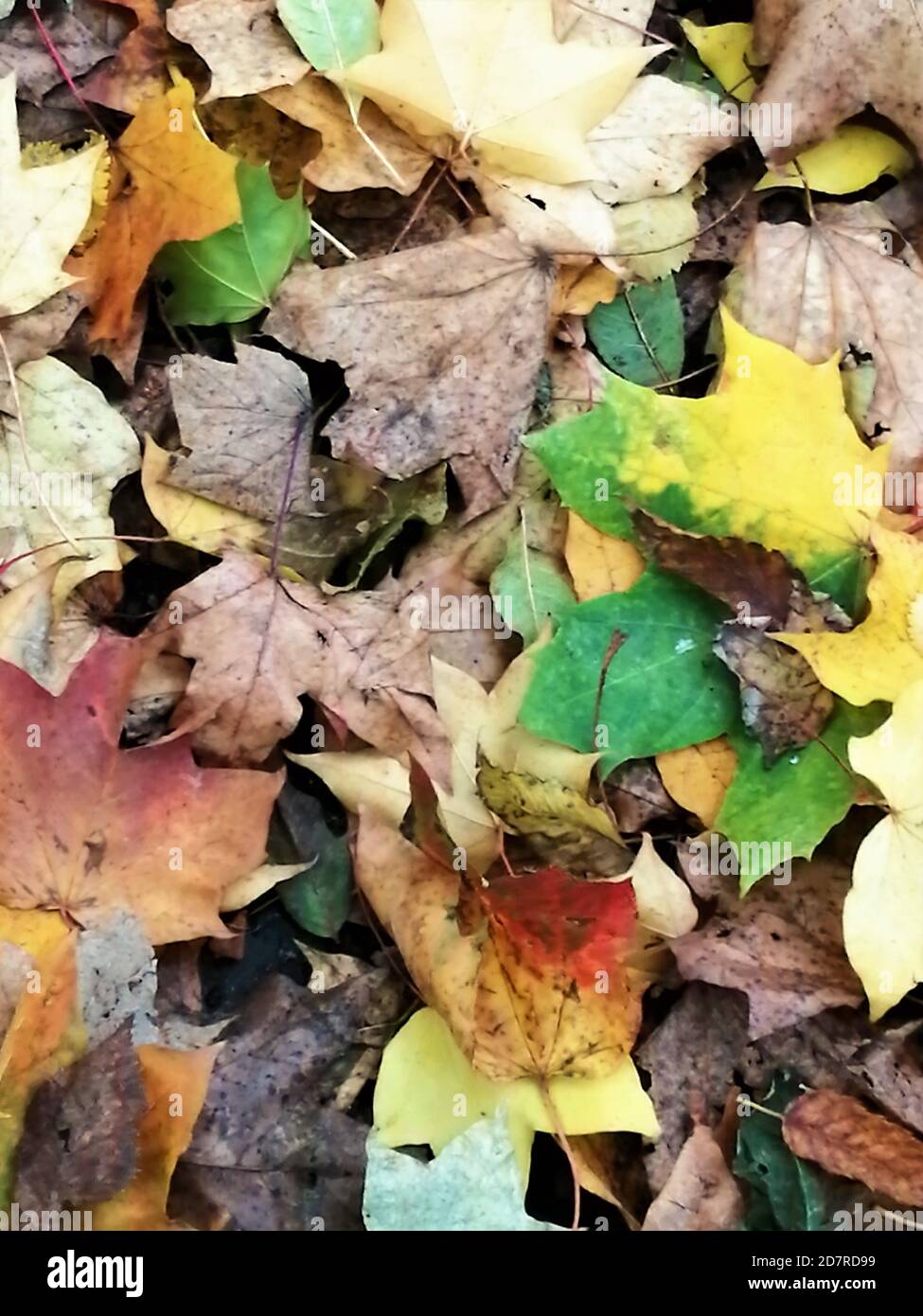 Red sycamore leaves hi-res stock photography and images - Alamy