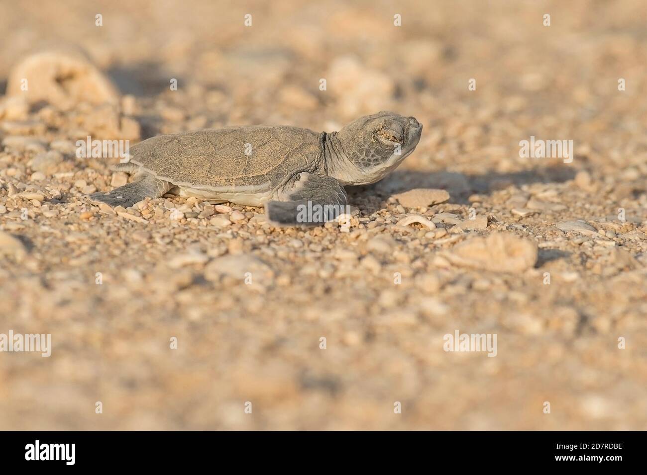 Green sea turtle hatchling at Ras-al-Had (Oman Stock Photo - Alamy