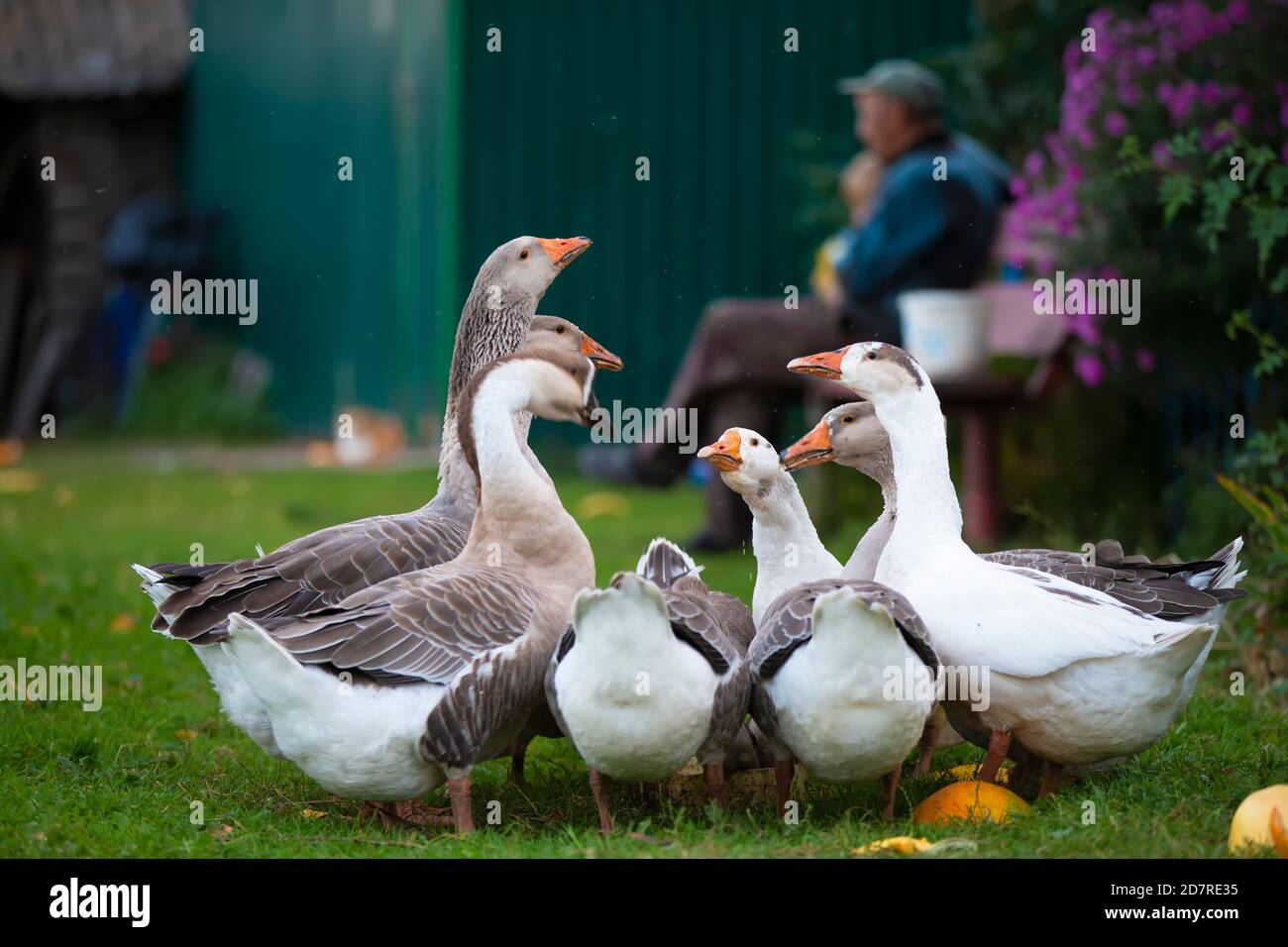 A group of domestic geese is drinking water in the yard. Country life ...