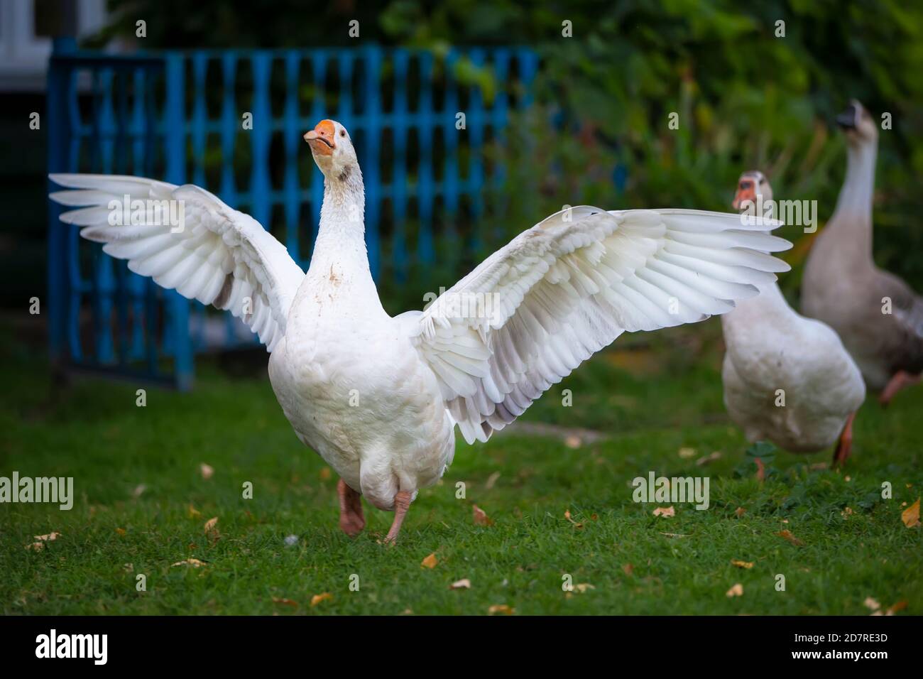 Domestic village goose flaps its wings White goose Stock Photo - Alamy