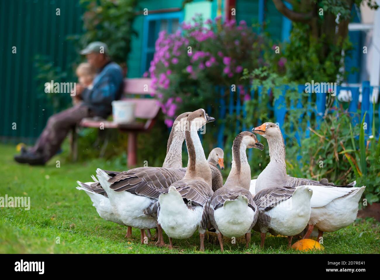 A group of domestic geese is drinking water in the yard. Country life ...