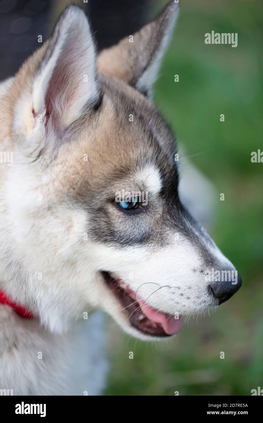 Husky dog puppy muzzle upright. Fluffy large puppy Stock Photo - Alamy
