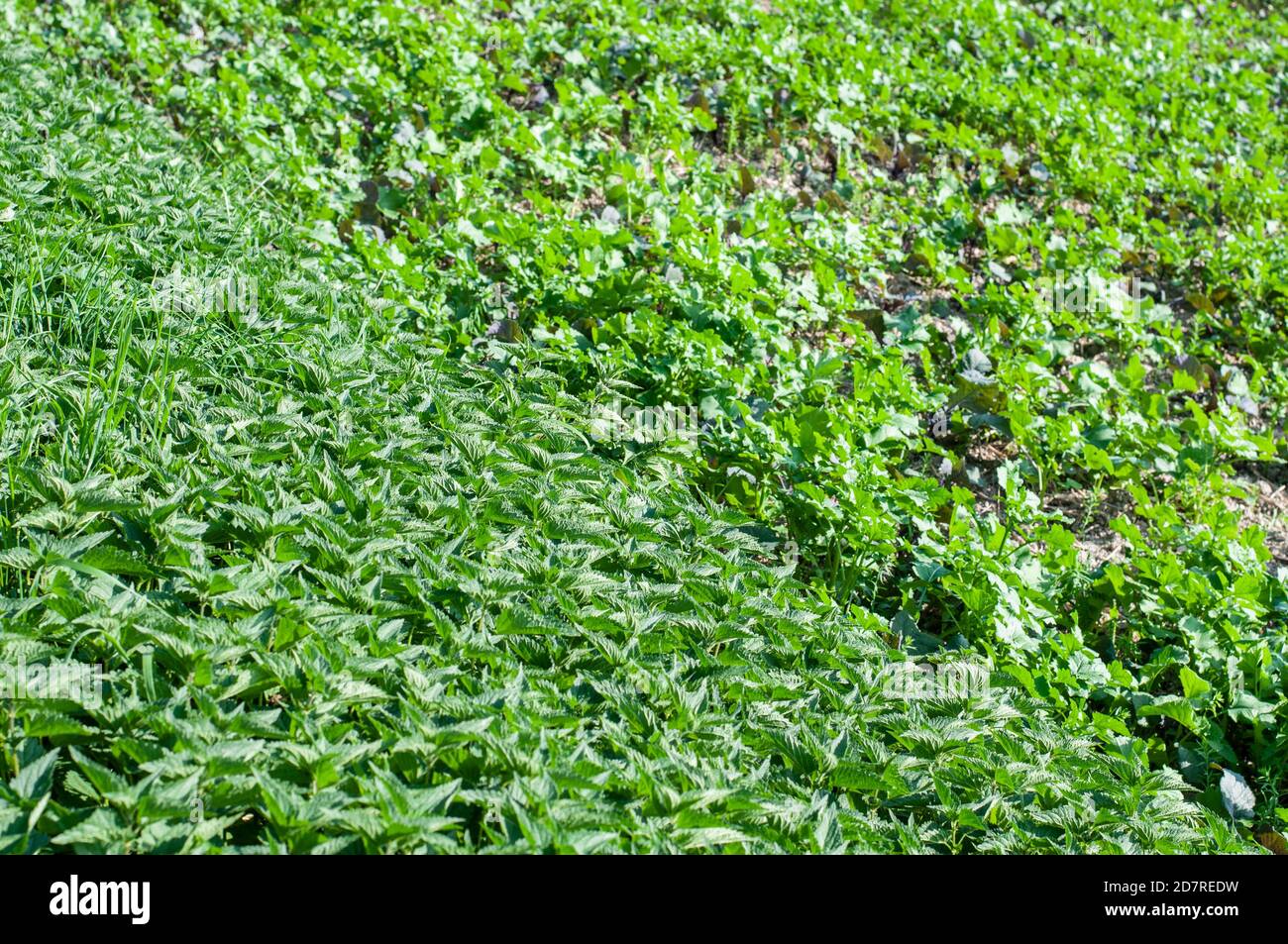 stinging nettles at the edge of an agricultural field indicating a soil ...