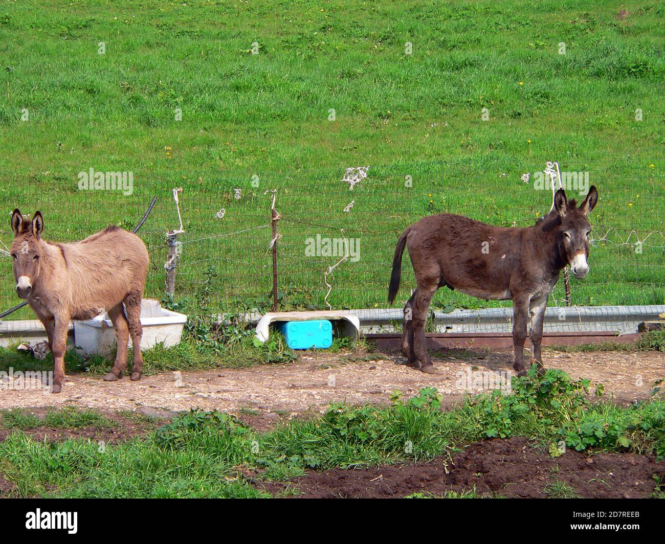 Couple of donkeys in Sardinian farm Stock Photo - Alamy