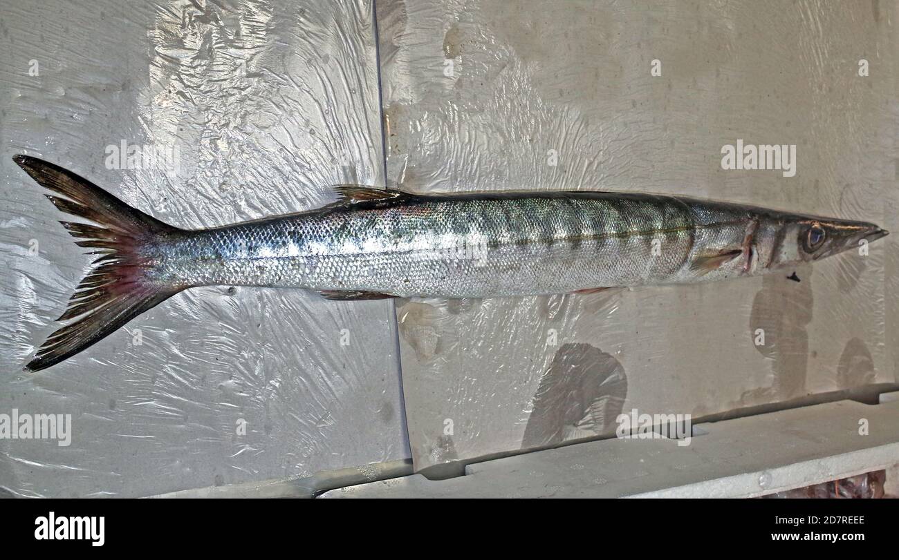 Barracuda fish in market desk Stock Photo - Alamy