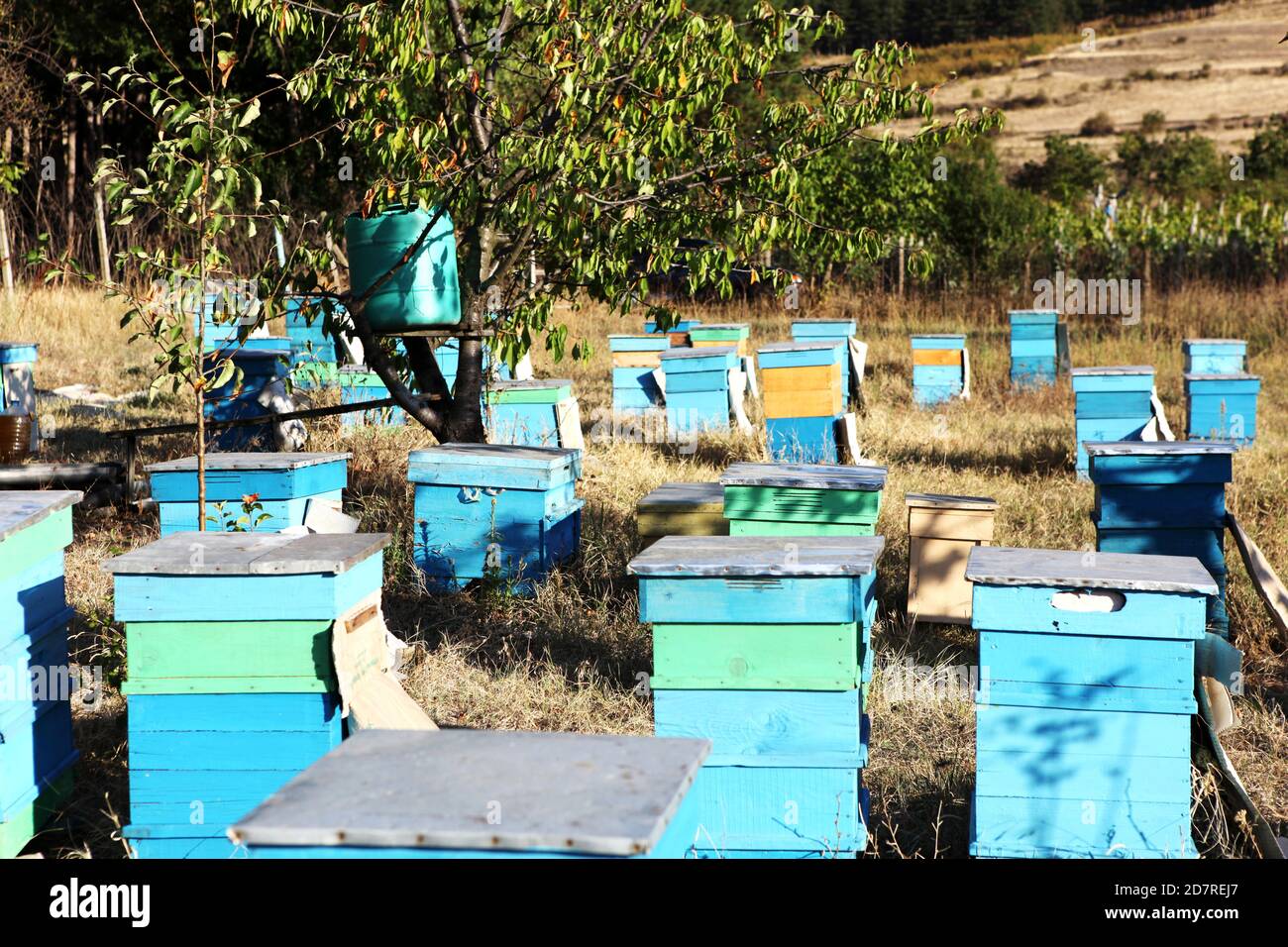 Painted wooden beehives hi-res stock photography and images - Alamy