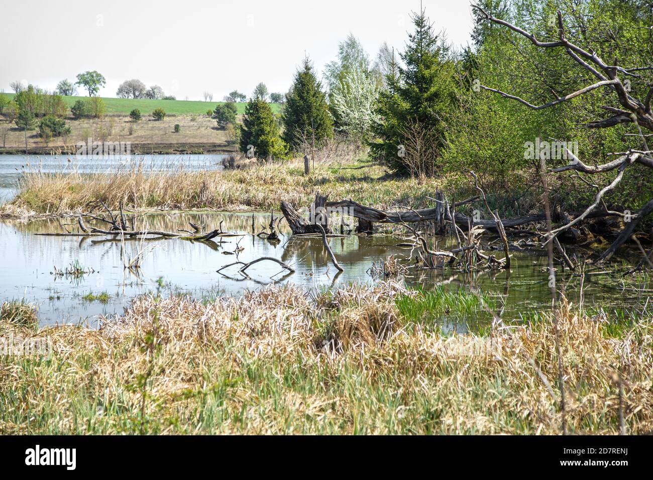 Beautiful Marsh Wetland