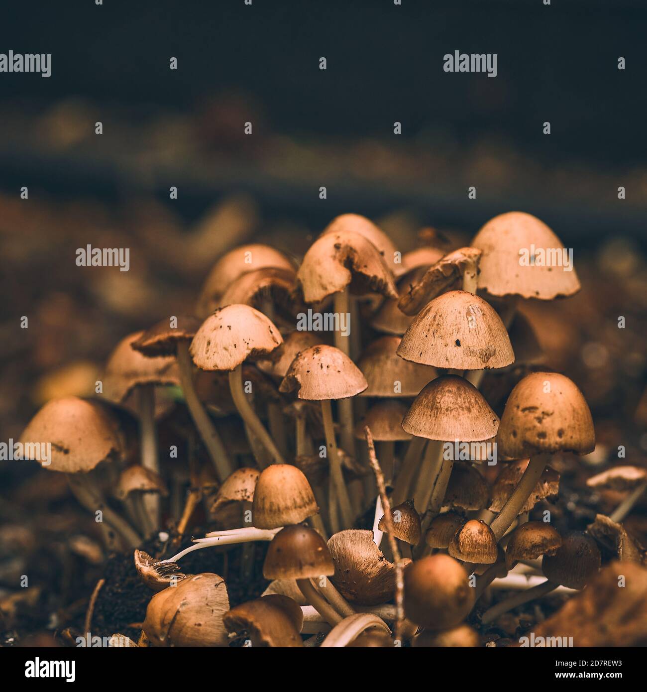 Mushroom and flowers hi-res stock photography and images - Alamy