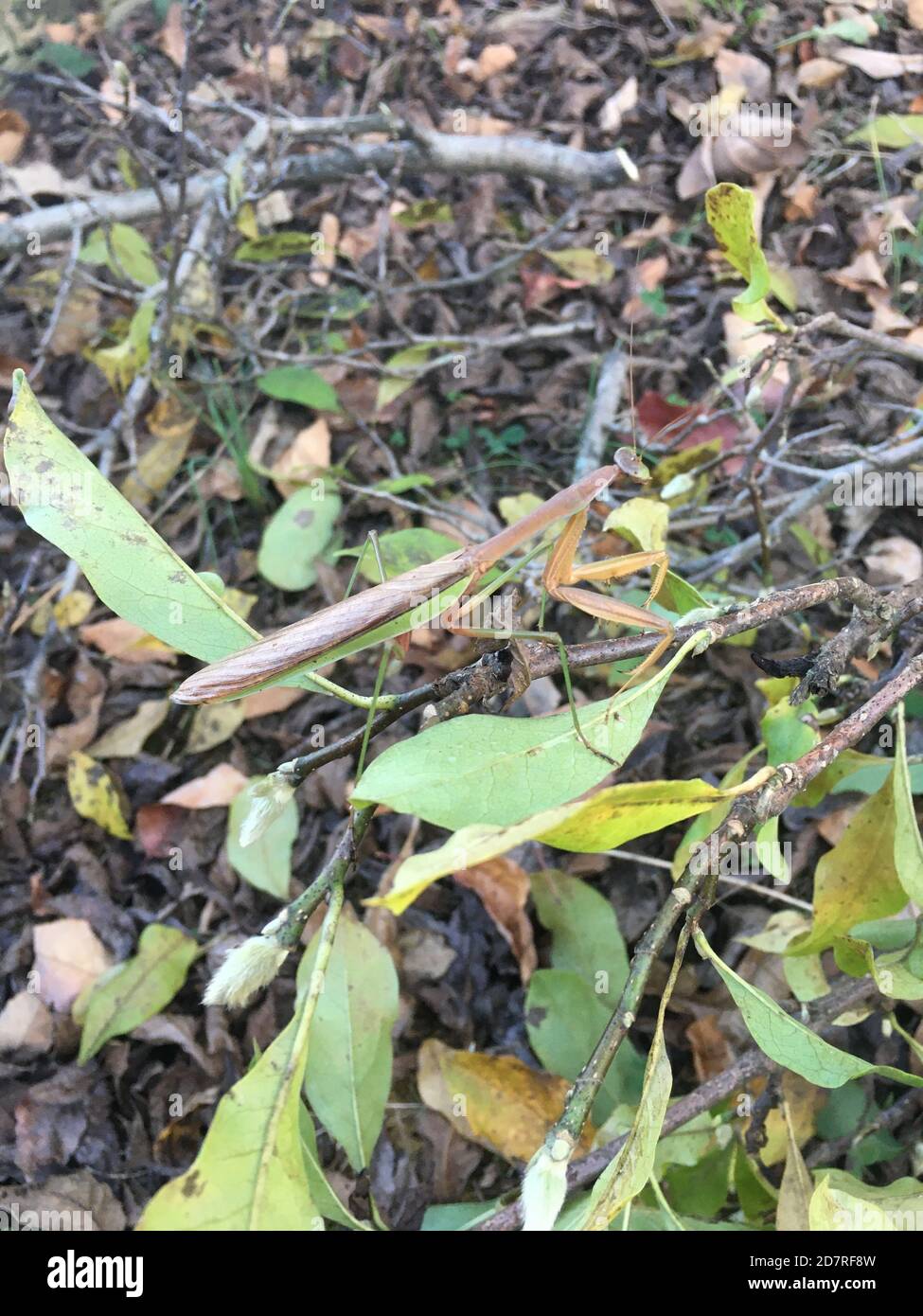 Vertical shot of a brown praying mantis in disguise on leafy background ...