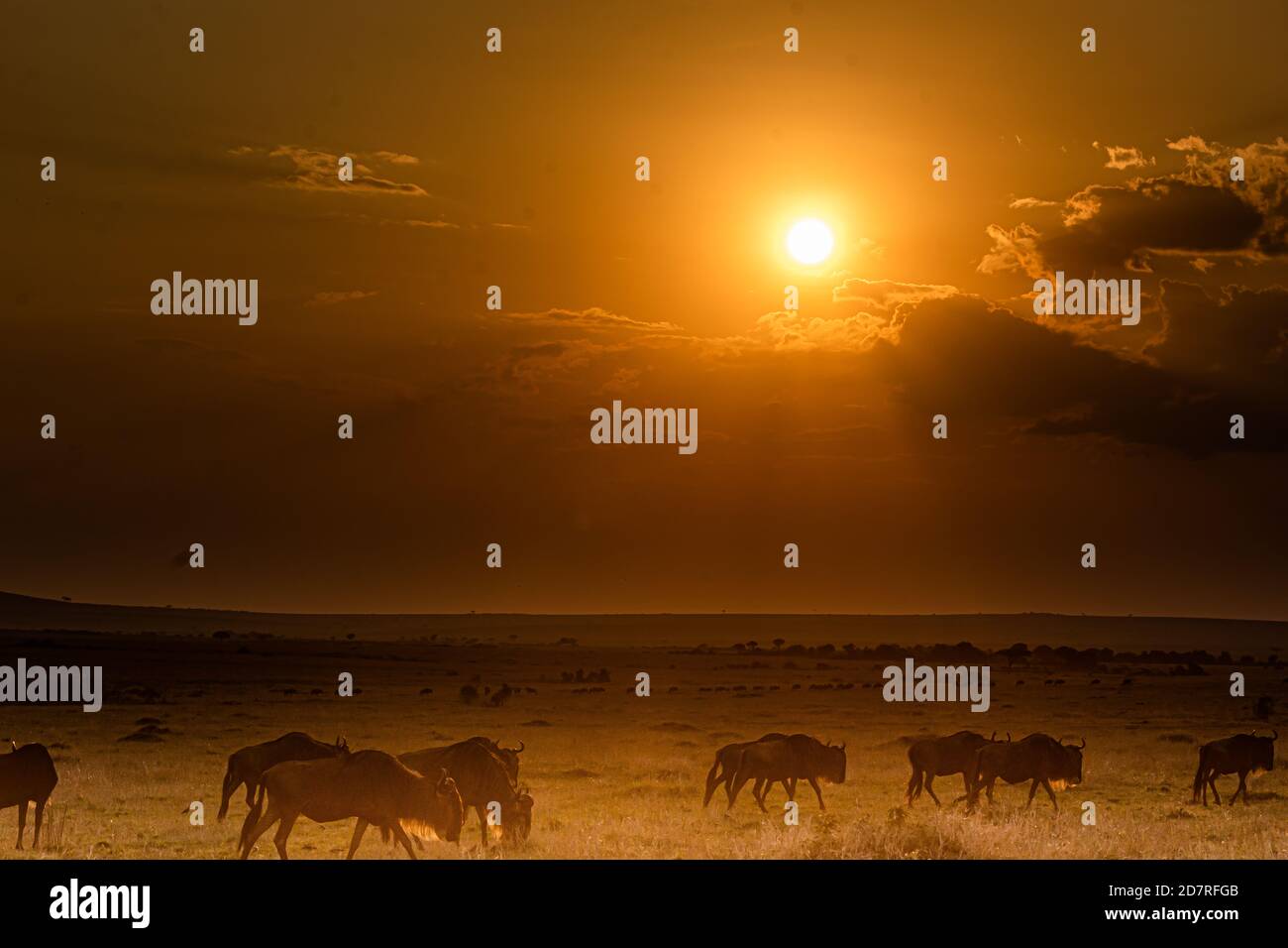 Sun Set in Mara Stock Photo - Alamy