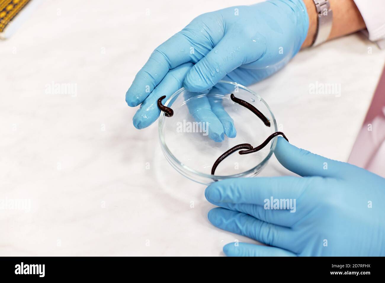 Leeches For Medical High Resolution Stock Photography and Images - Alamy