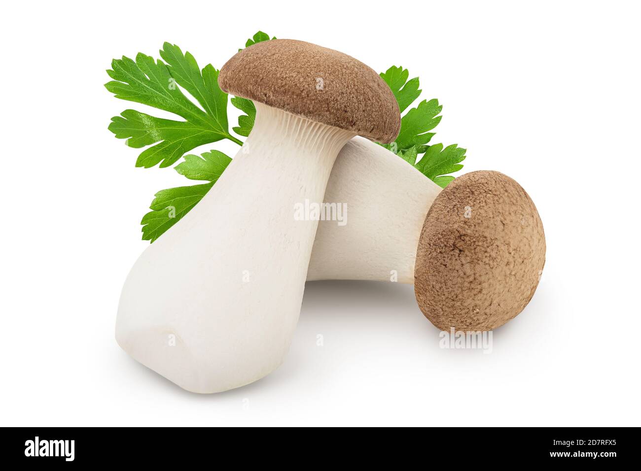King Oyster mushroom or Eringi isolated on white background with ...