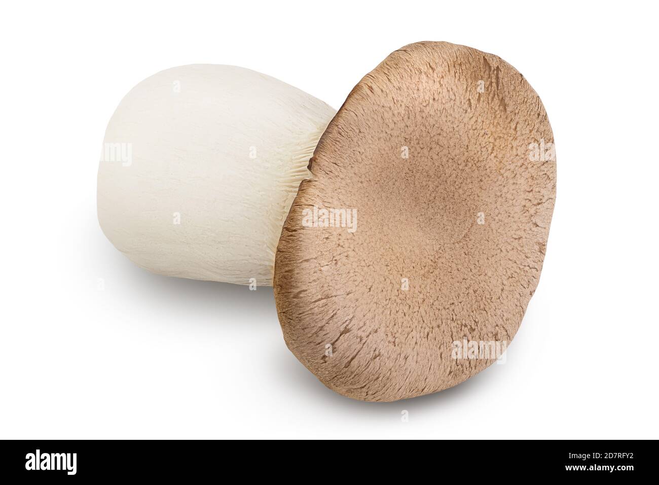 King Oyster mushroom or Eringi isolated on white background with ...