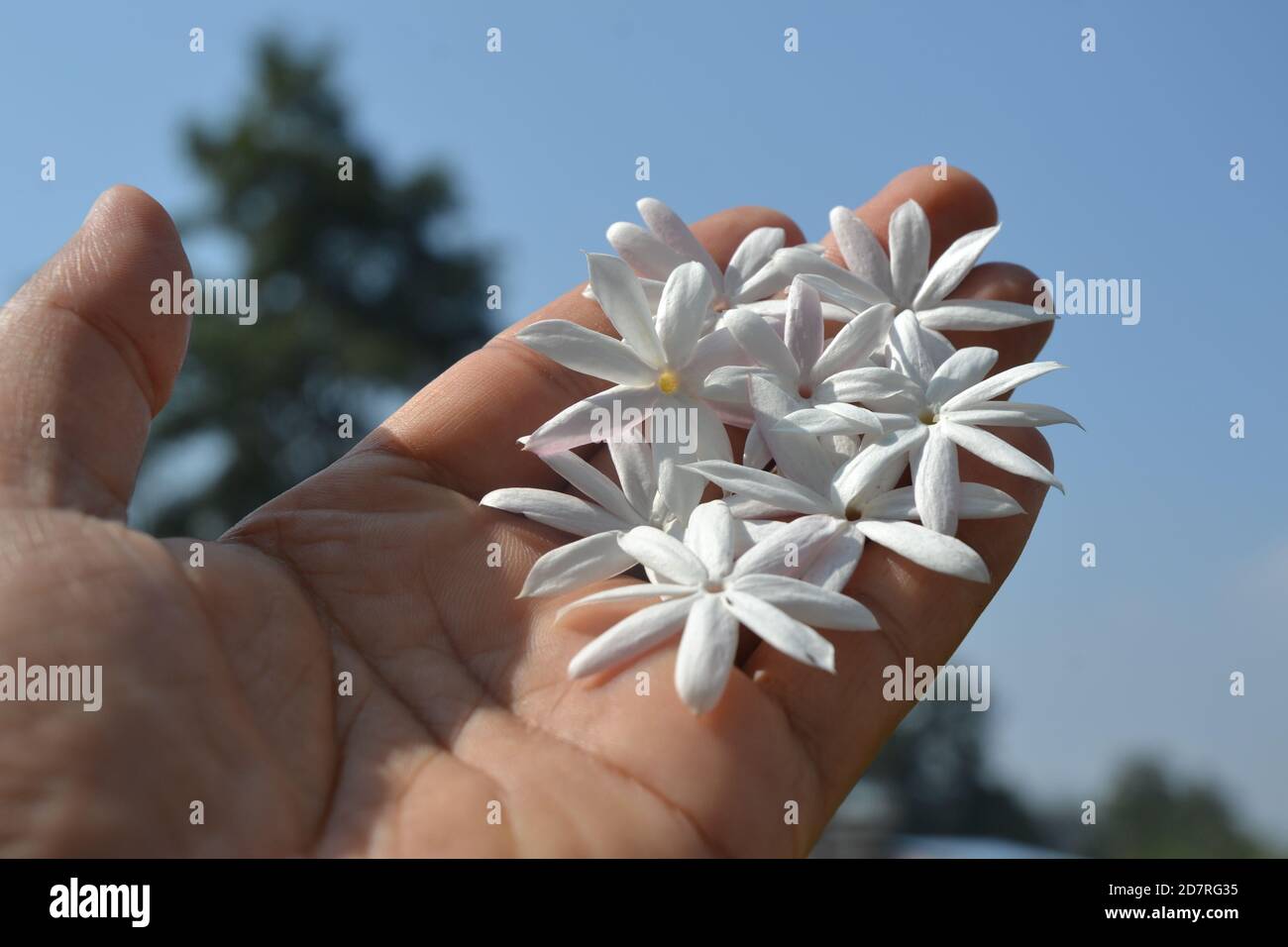 Siuli tree hi-res stock photography and images - Alamy