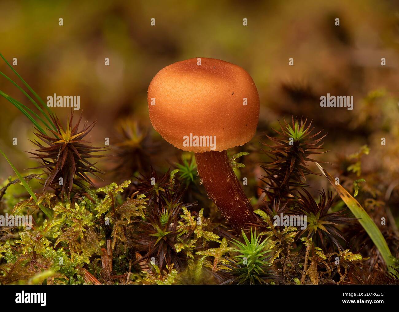 Deceiver (Laccaria laccata), growing amongst pine and sphagnum moss ...
