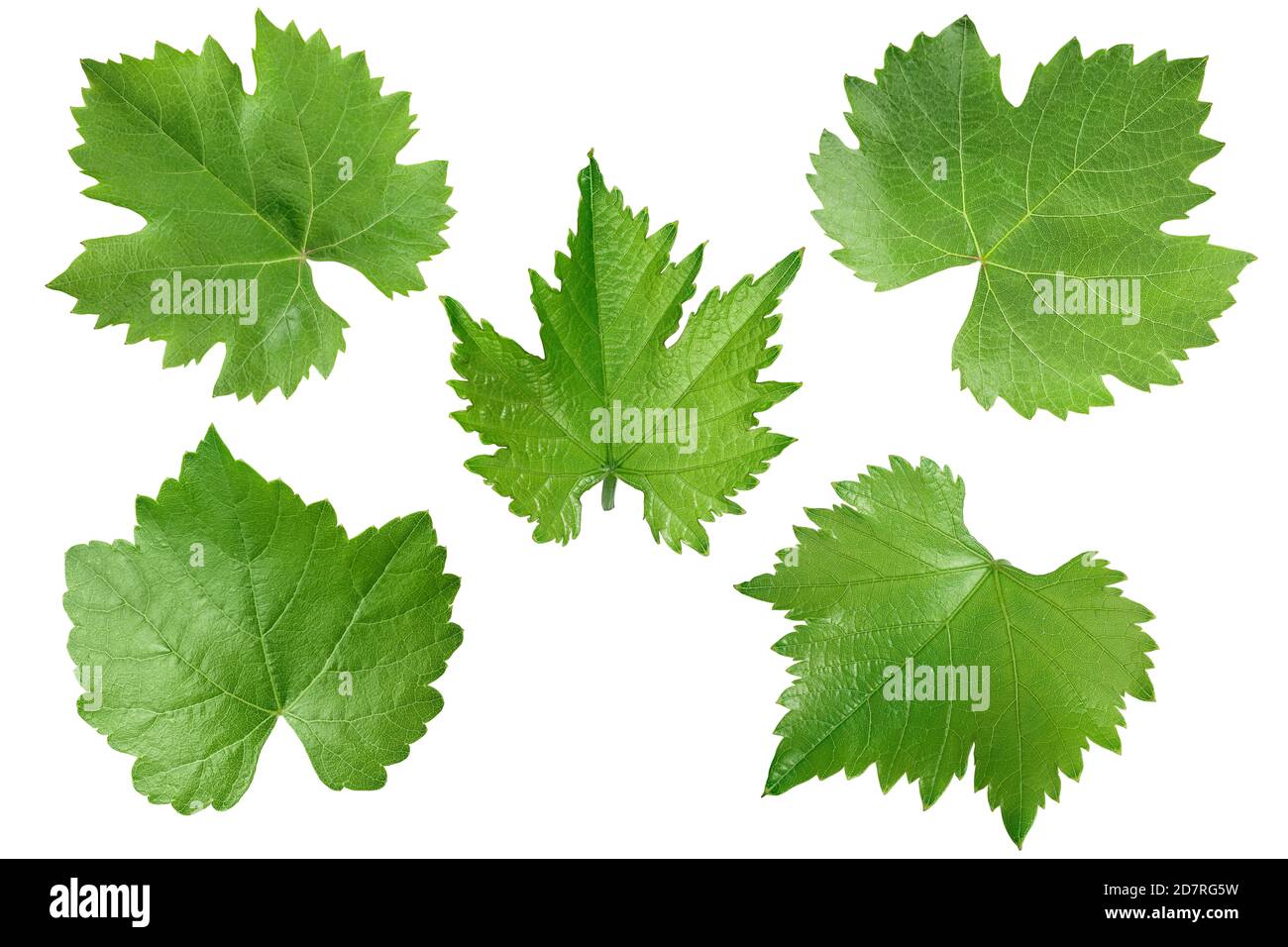 Grape leaf isolated on white background with clipping path and full ...