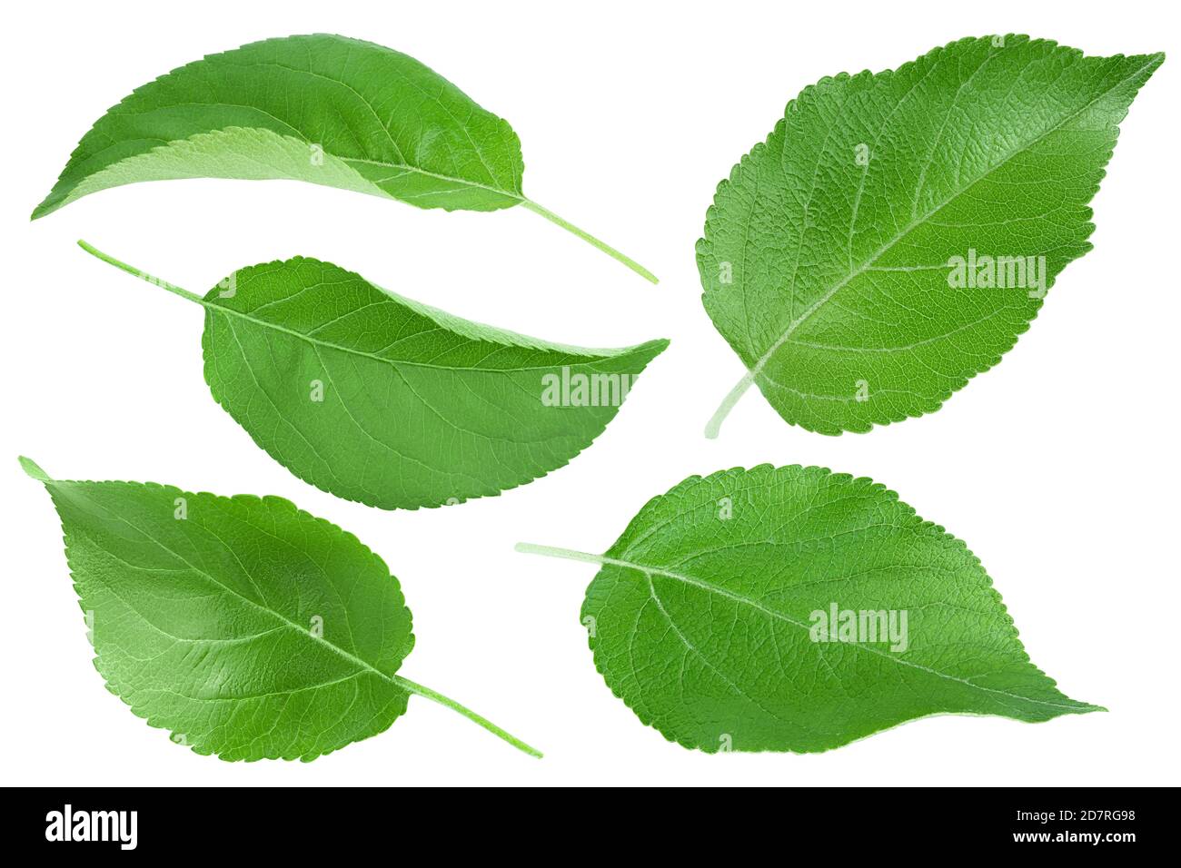 Apple With Stem And Leaf High Resolution Stock Photography and Images ...